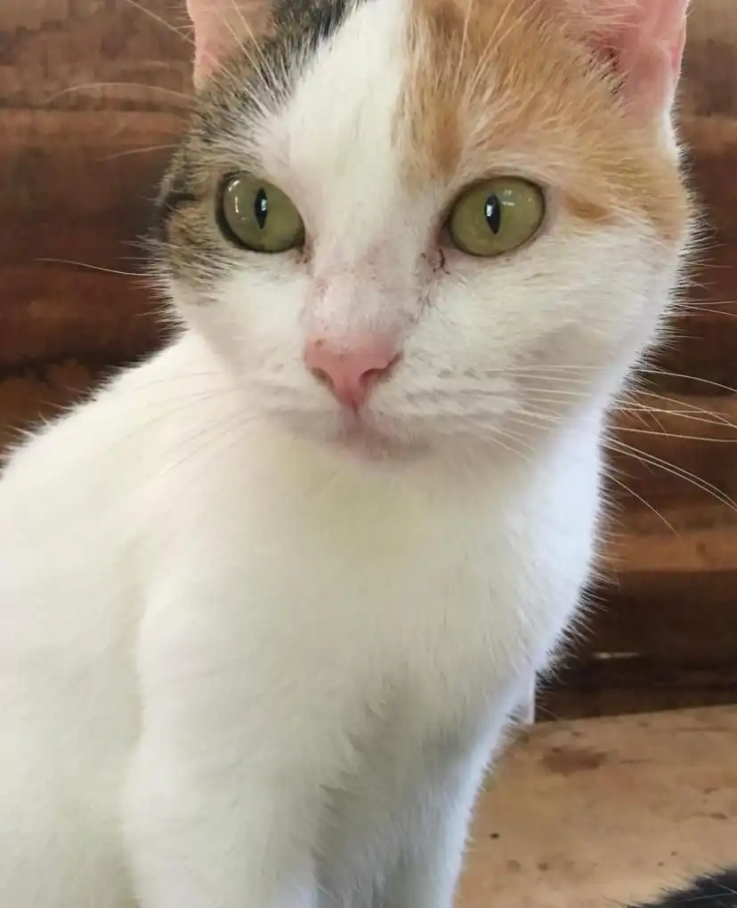 Animals - Fundacion Abi