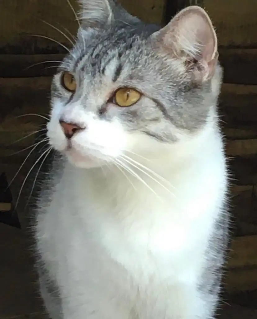 Animals - Fundacion Abi