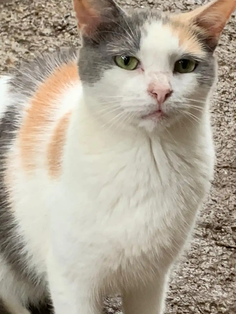 Animals - Fundacion Abi